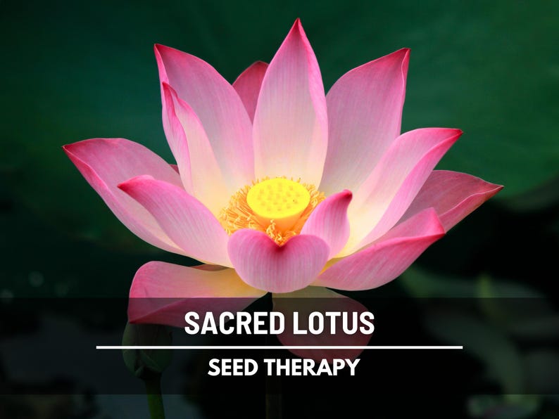 Sacred Lotus Seeds – Heirloom Flower, Pink Blooms, Bonsai or Pond ...
