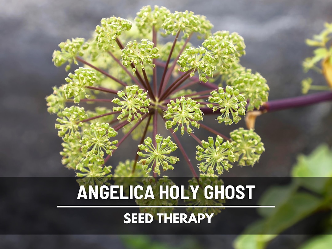 Semillas de Angélica Espíritu Santo – Hierba tradicional, medicinal y ...
