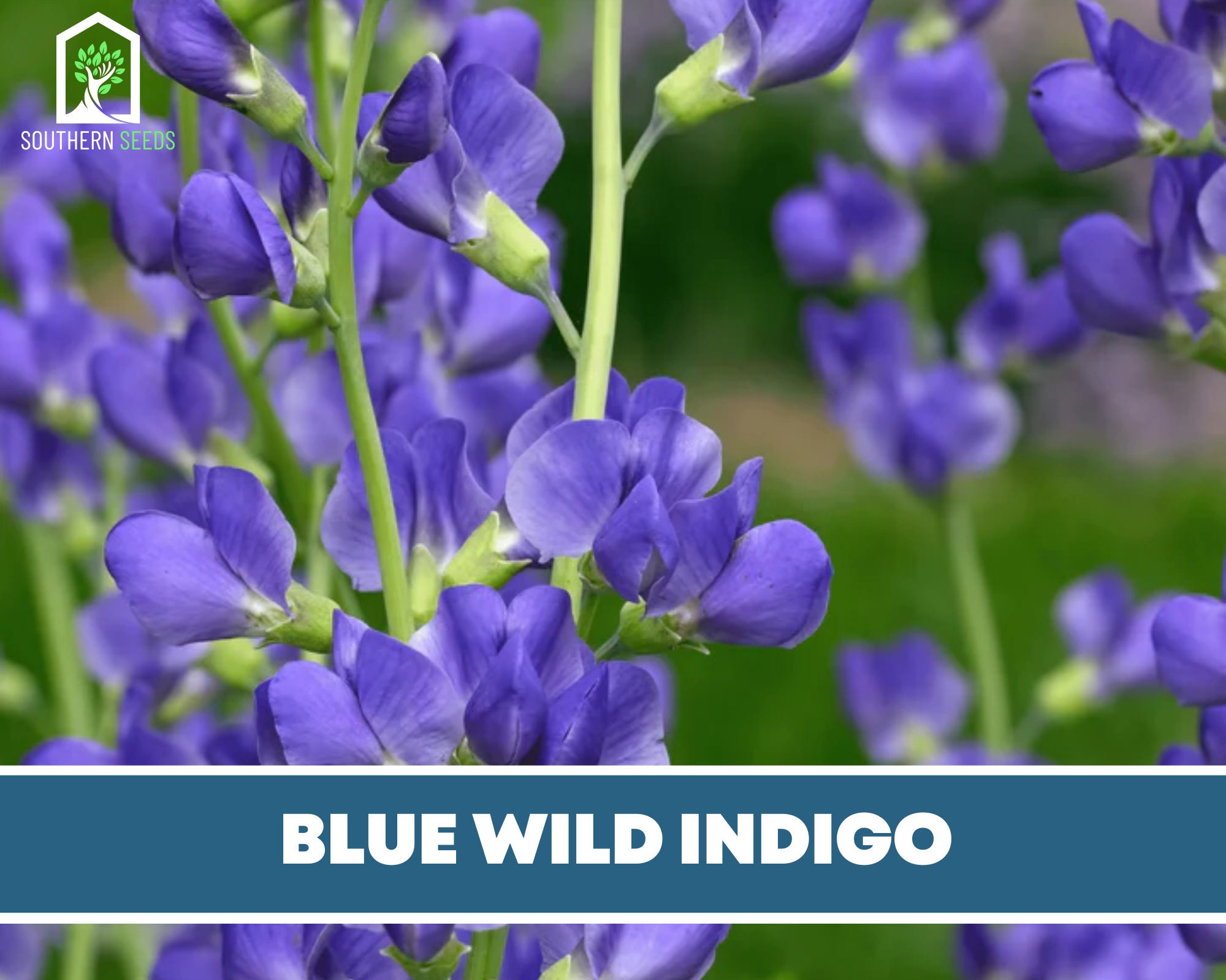 Indigo Plant In Southern Colonies Clipart School
