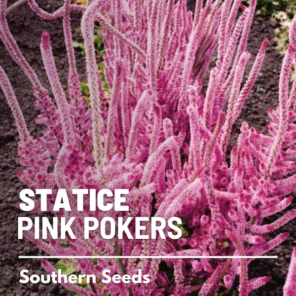 Statice Seeds - Etsy