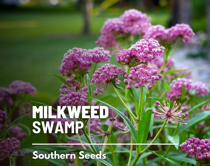 Rose Swamp Milkweed asclepias Incarnata Starter Plant DORMANT - Etsy