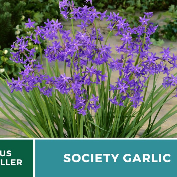 Society Garlic - Etsy