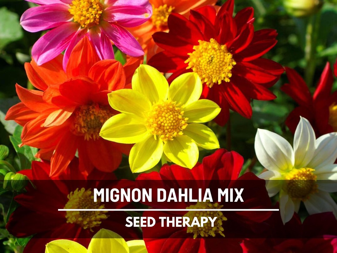 Mignon Mix Dahlia Seeds – Heirloom Flower, Stunning Petite Blooms ...