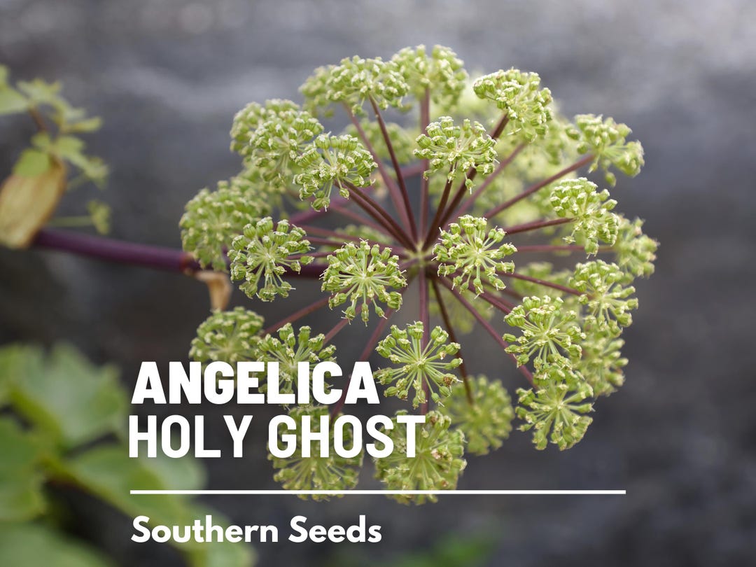 Angelica, Holy Ghost - 50 Seeds - Heirloom Medicinal & Culinary Herb ...
