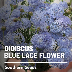 Blue Lace Flower Seeds (didiscus) – Heirloom, Great for Cut Flowers ...