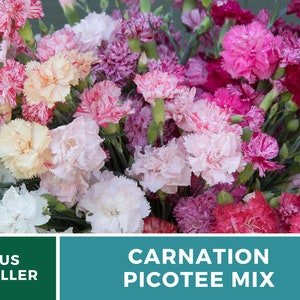 Carnation Chabaud Picotee Mix Seeds – Heirloom Flower With Fringed ...