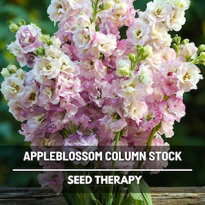 Column Stock Appleblossom Seeds – Heirloom Flower, Fragrant Blooms ...