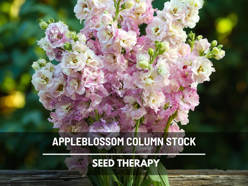 Column Stock Appleblossom Seeds – Heirloom Flower, Fragrant Blooms ...