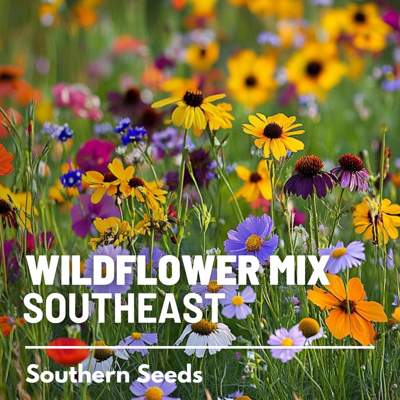 Native Wildflowers - Etsy