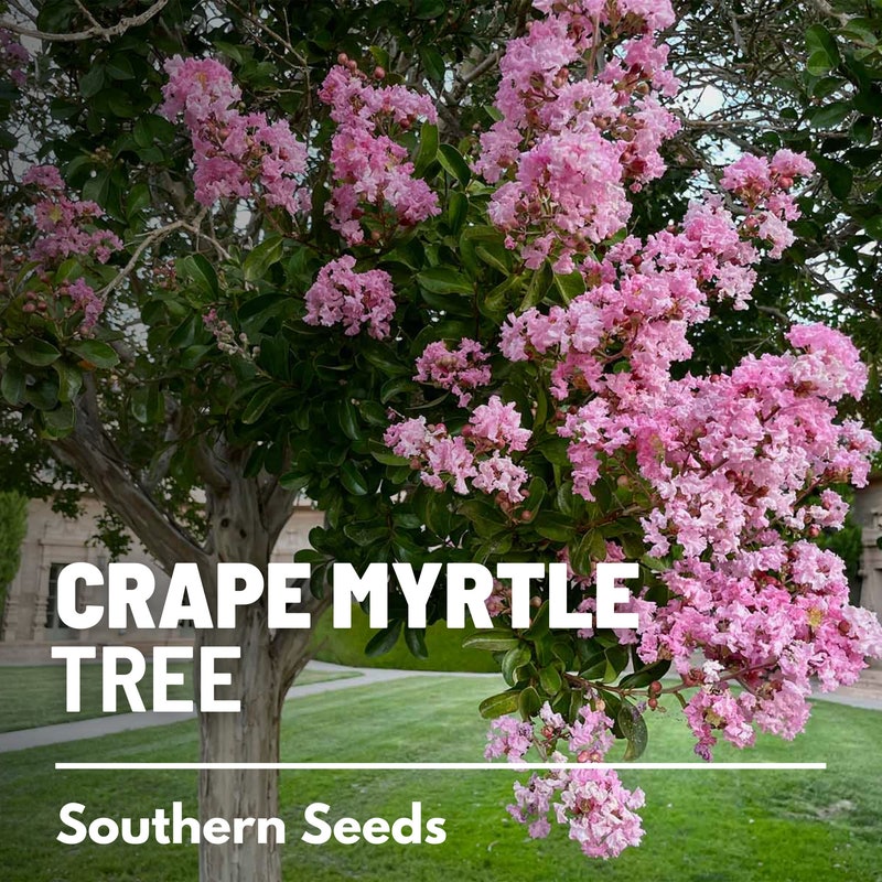 Myrtle Tree - Etsy