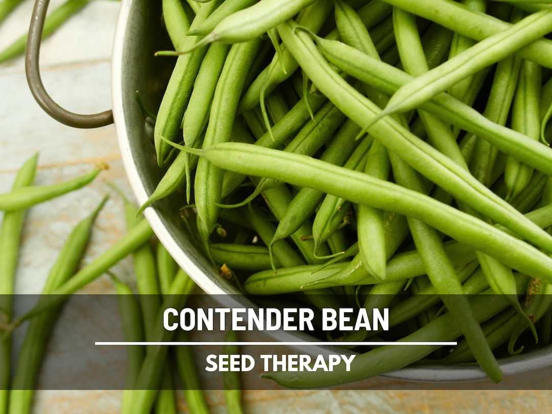 Contender Bean Seeds – Heirloom Early and Productive Stringless Bush ...