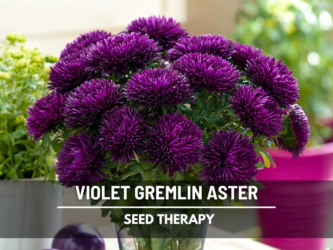 Gremlin Violet Aster Seeds – Heirloom, Fluffy Deep Violet Flowers, Easy ...