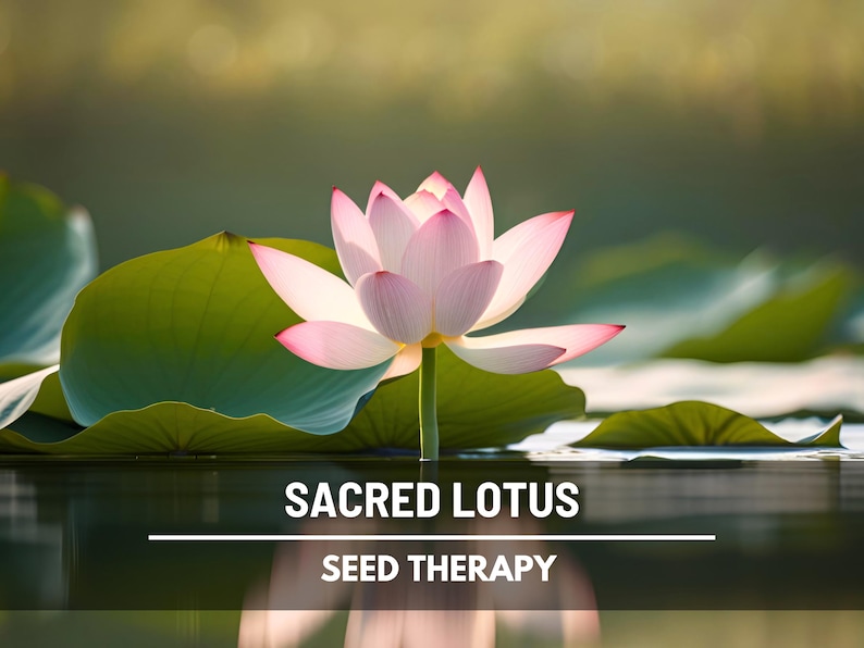Sacred Lotus Seeds – Heirloom Flower, Pink Blooms, Bonsai or Pond ...