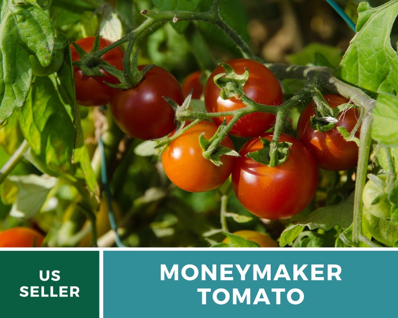 Moneymaker Tomato Seeds – Heirloom Vegetable, Indeterminate, Medium to ...