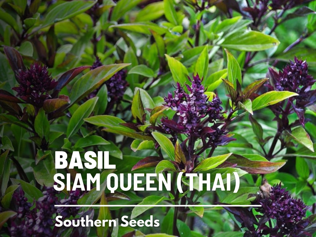 Basil, Siam Queen (thai) - 250 Seeds - Heirloom Culinary & Medicinal ...