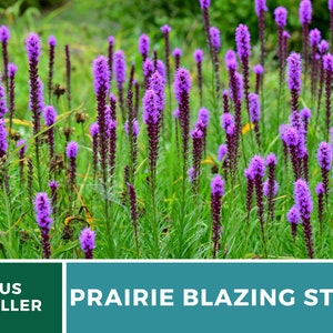 Prairie Blazing Star Seeds – Heirloom Flower, Tall and Majestic Blooms ...