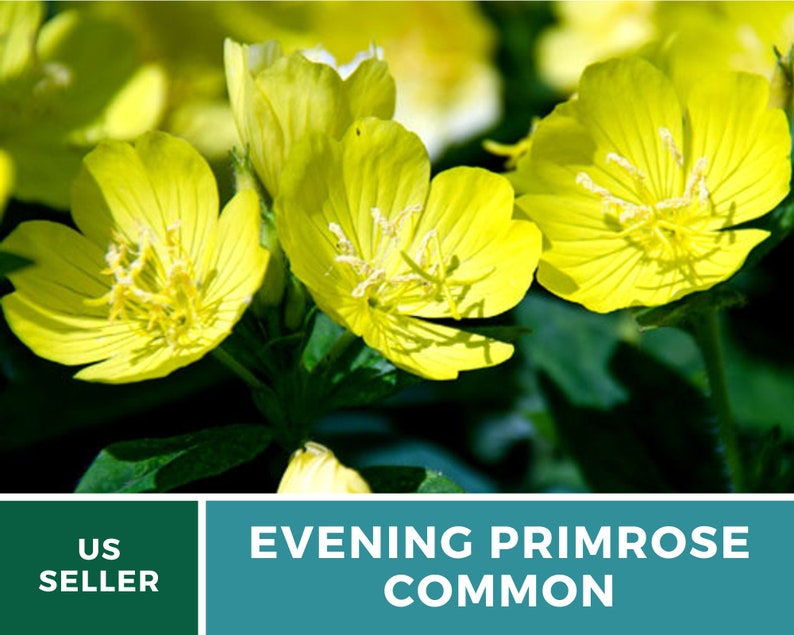 Common Evening Primrose Seeds – Heirloom Flower, Medicinal Herb, Easy ...