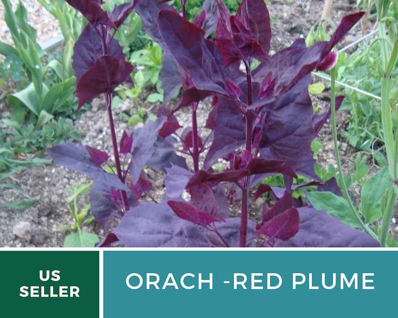 Red Plume Orach Seeds – Heirloom Mountain Spinach, Heat Tolerant (25 ...