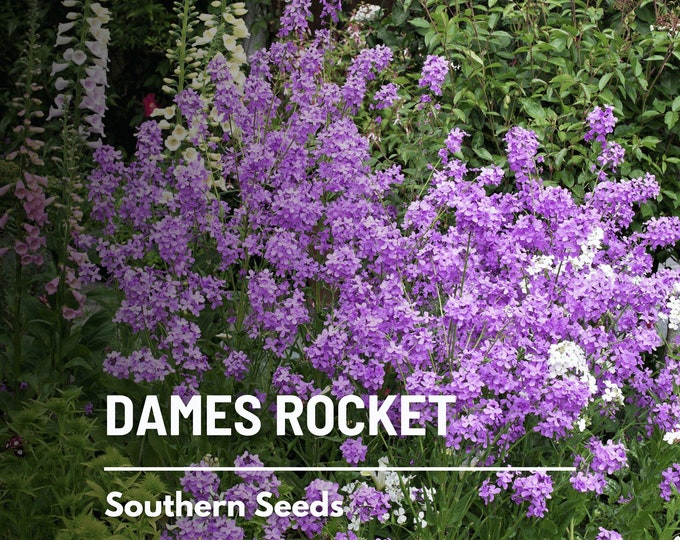 Dame's Rocket Flower Seeds/hesperis Matronalis/perennial 75 - Etsy