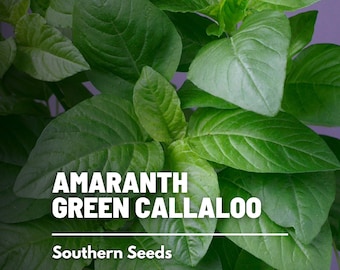 Callaloo Seeds - Etsy