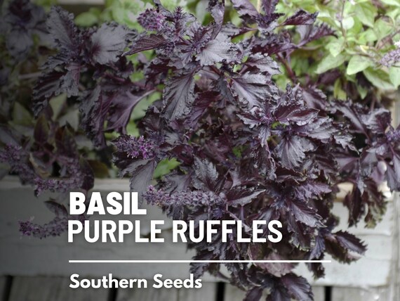 Ruffled Purple Leaf Basil