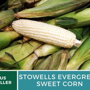Corn, Stowells Evergreen - 30 Seeds - Heirloom Vegetable - Sweet Corn ...
