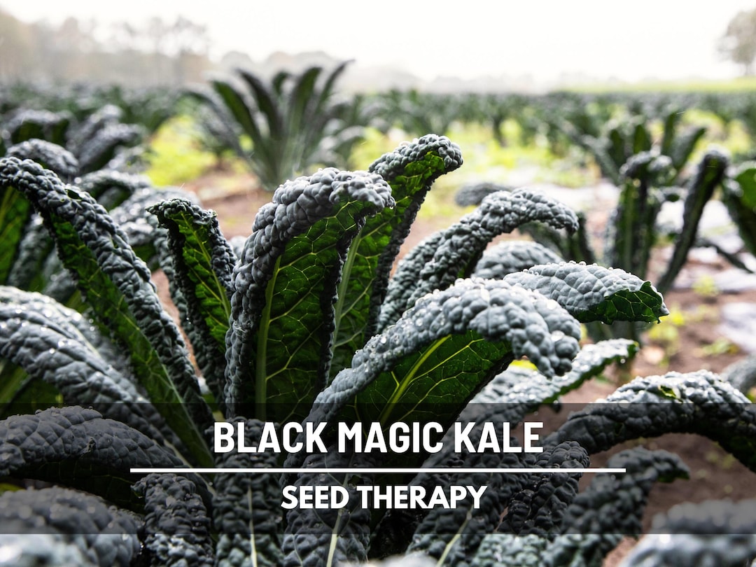 Black Magic Kale Seeds – Heirloom, Dark Leafy Greens, Cold Hardy, Non ...