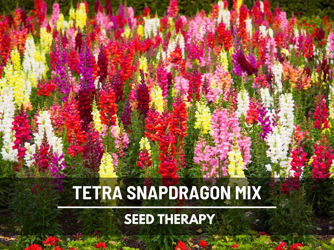 Tetra Mix Snapdragon Seeds - Heirloom, Colorful Cut Flower Mix (200 ...