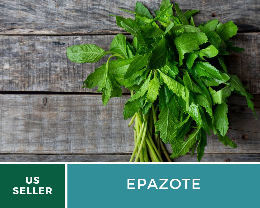 Epazote mexican Tea 25 Seeds Heirloom Herb Strong and - Etsy