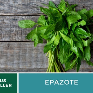 Epazote (mexican Tea) - 25 Seeds - Heirloom Herb - Strong and Flavorful ...