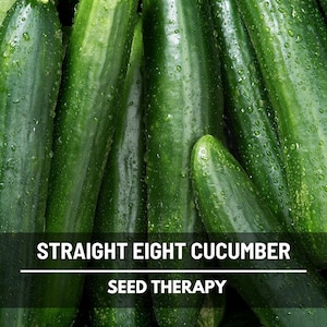 Cucumber, Straight Eight - 30 Seeds - Heirloom Vegetable - AAS Winner ...