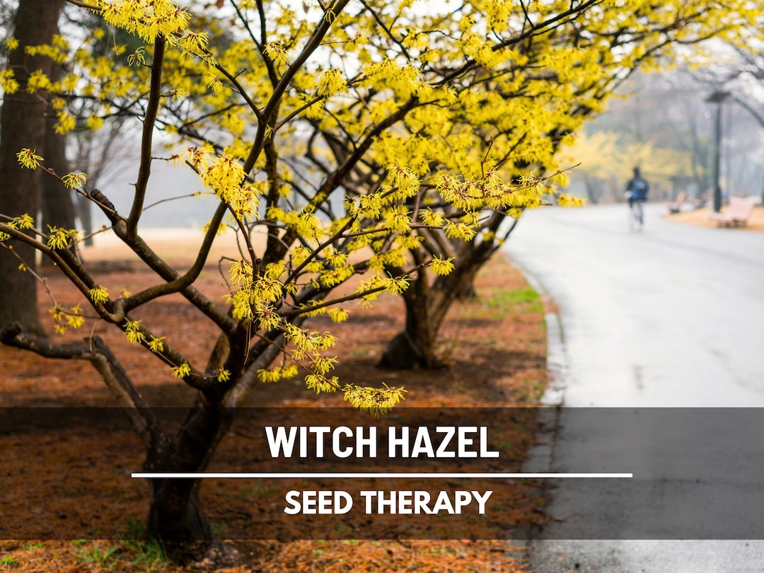 American Witch Hazel Seeds – Heirloom Medicinal Shrub, Fragrant Flowers ...