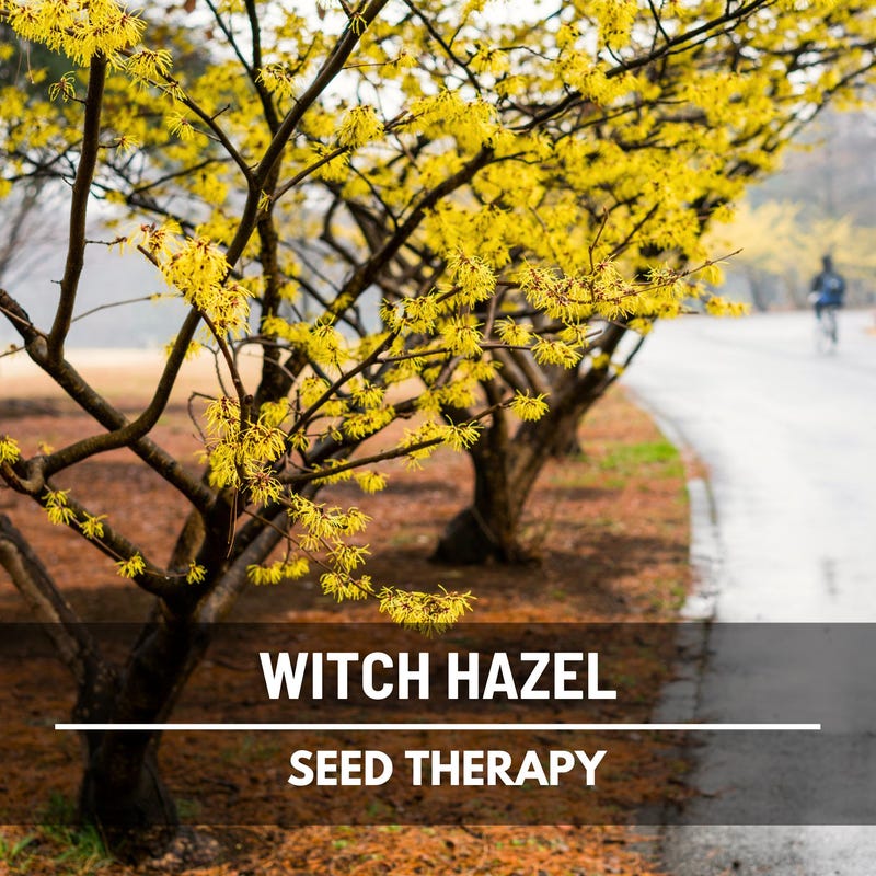 Witch Hazel Shrub Plants - Etsy