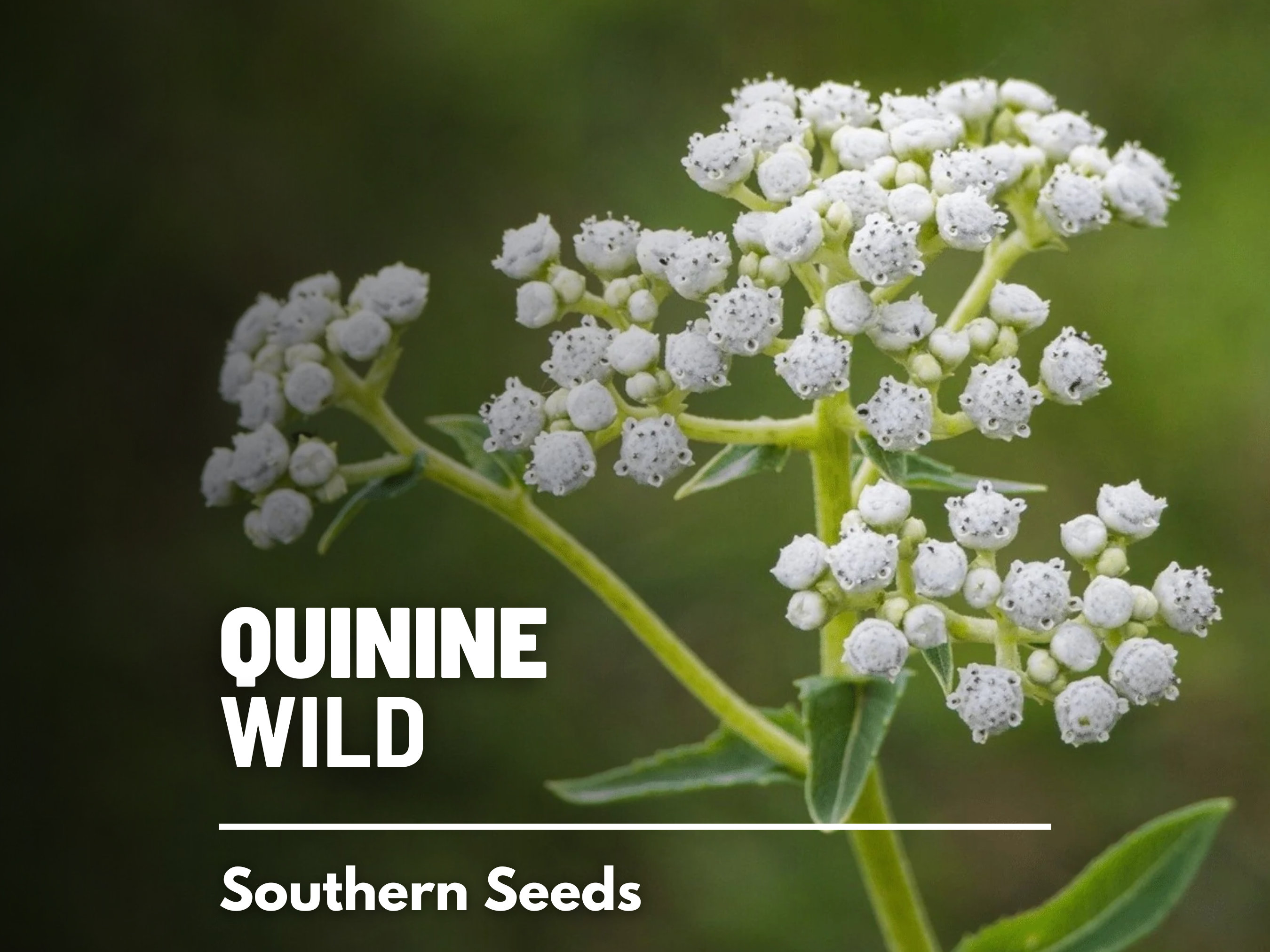 Quinine Plant