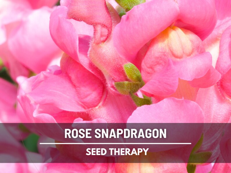 Rose Snapdragon Seeds – Heirloom Flower, Rose-colored Blooms, Cut ...