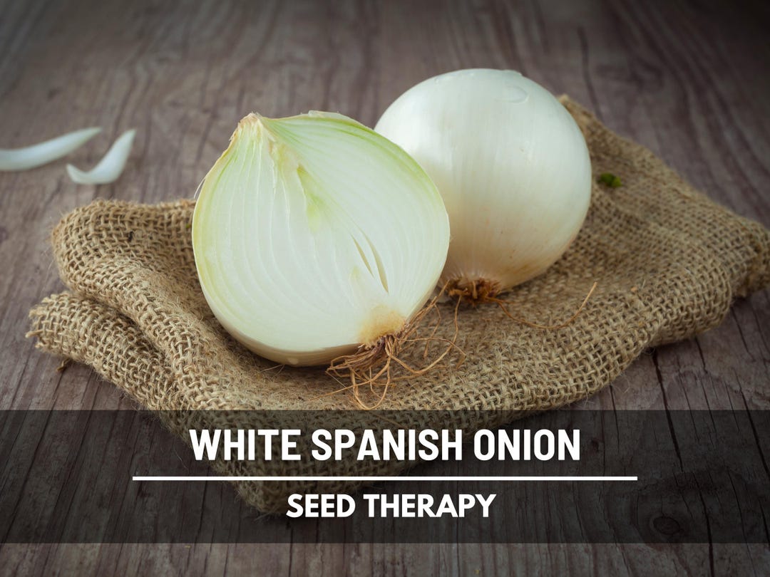 White Sweet Spanish Onion Seeds – Heirloom Long Day, Large Sweet Onion ...
