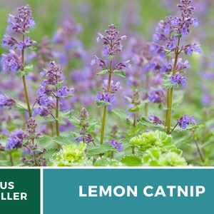 Lemon Catnip Seeds – Heirloom Culinary and Medicinal Herb, Lemon ...