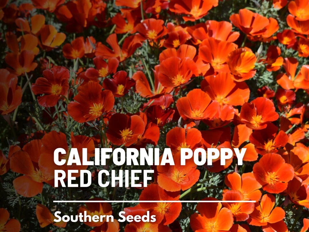 Poppy, California Red Chief - 200 Seeds - Heirloom Flower - Bold and ...
