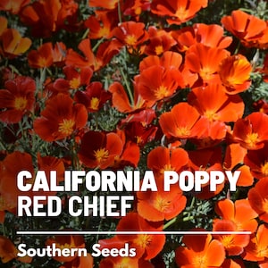 Poppy, California Red Chief - 200 Seeds - Heirloom Flower - Bold and ...