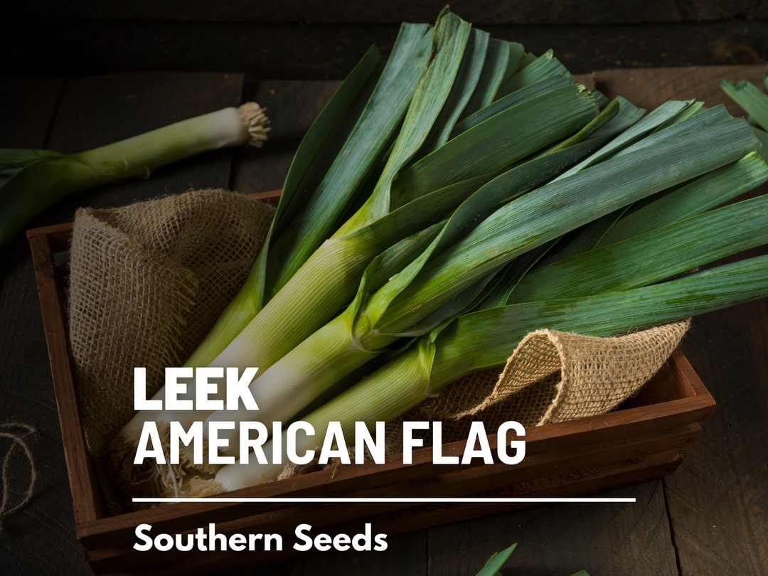 Leek, American Flag 200 Seeds Heirloom Vegetable Open Pollinated Non ...