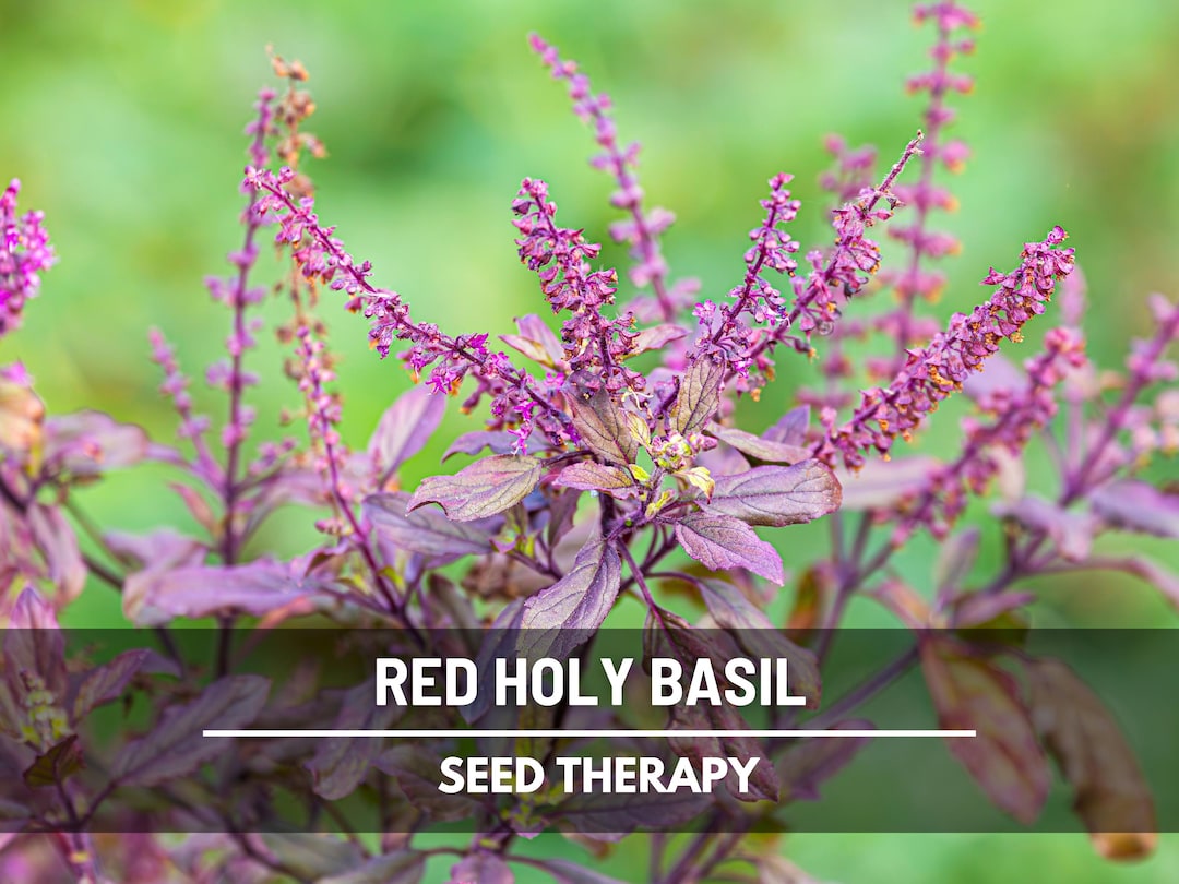 Red Holy Basil Seeds (250), Sacred Red Leaf Tulsi, Heirloom With ...