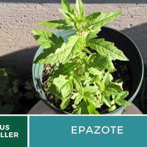Epazote (mexican Tea) - 25 Seeds - Heirloom Herb - Strong and Flavorful ...