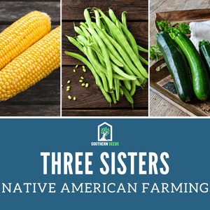 Three Sisters Seed Collection Native American Farming - Etsy