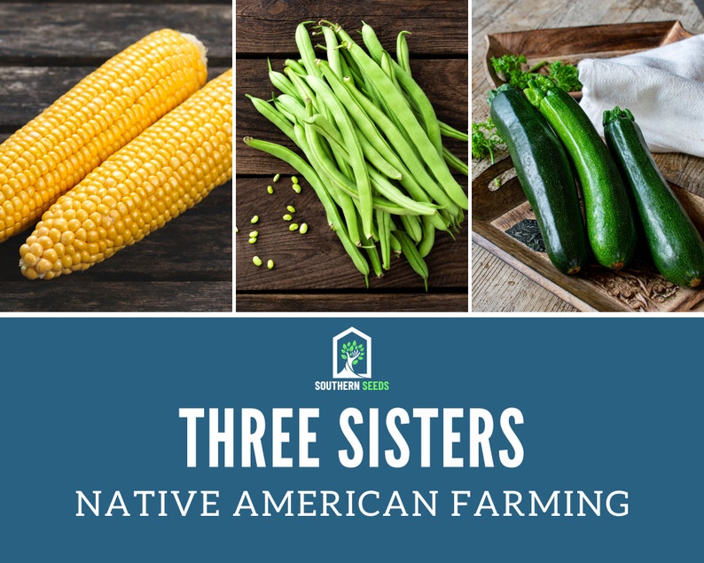 Three Sisters Seed Collection Native American Farming - Etsy