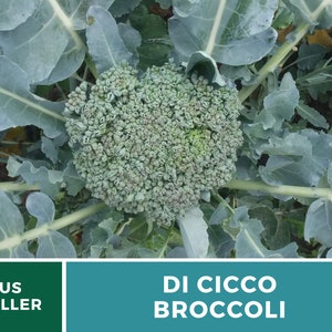 Di Cicco Broccoli Seeds – Heirloom, Non‑gmo, Open‑pollinated Vegetable ...