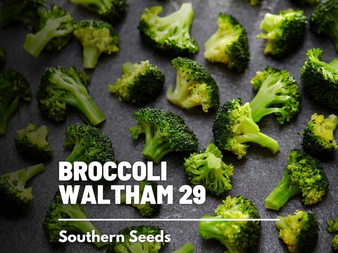 Broccoli, Waltham 29 - 100 Seeds - Heirloom Vegetable - Open Pollinated ...