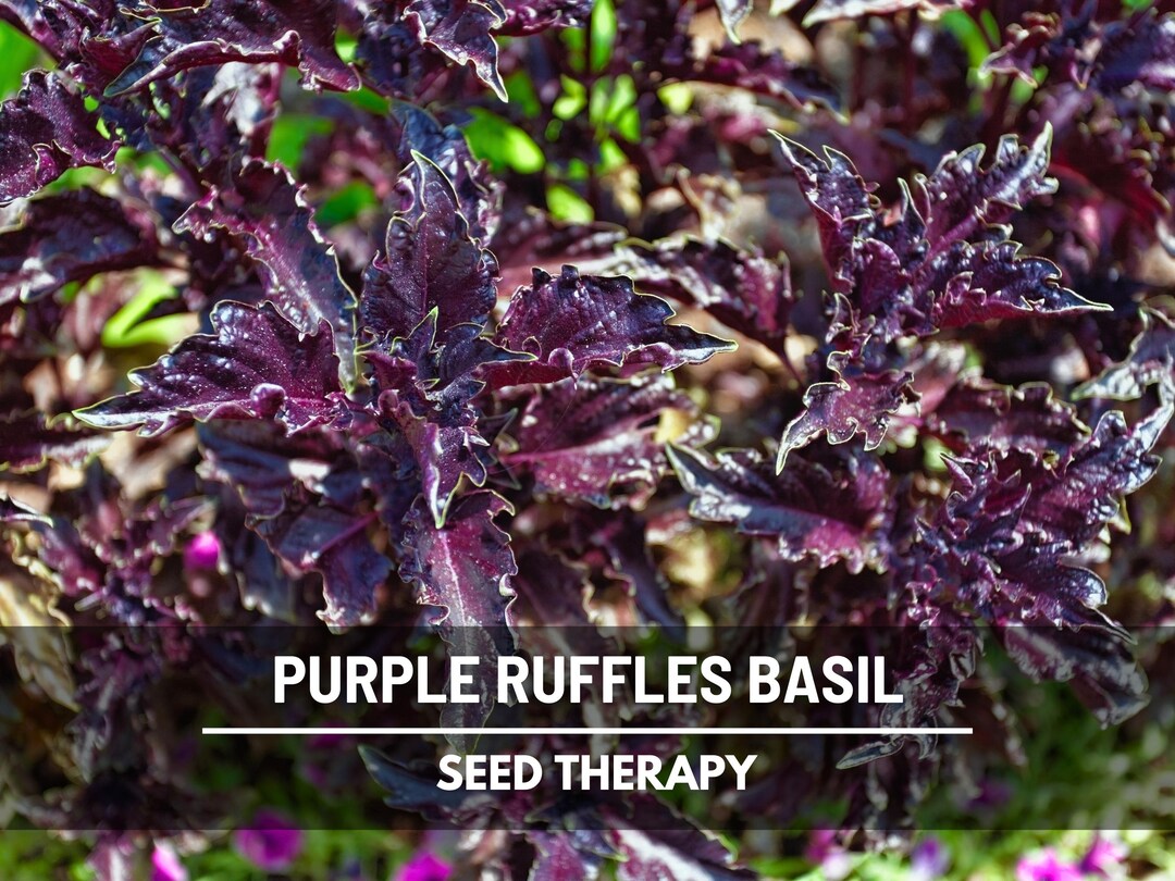 Purple Ruffles Basil Seeds – Heirloom, Aromatic Herb, Deep Purple ...