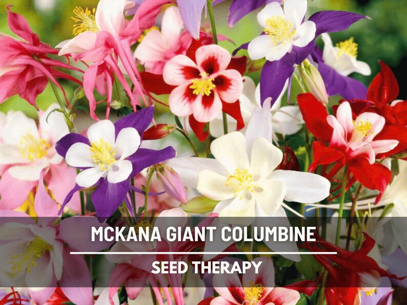 Columbine Mckana Giant Mix Seeds – Hybrid Flower, AAS Winner & Giant ...