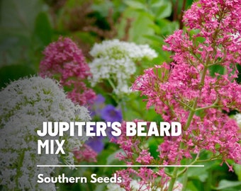 40 Jupiter's Beard Mix / Centranthus / Ruber / Perennial / Flower Seeds ...