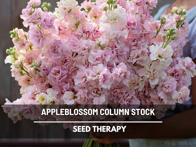 Column Stock Appleblossom Seeds – Heirloom Flower, Fragrant Blooms ...